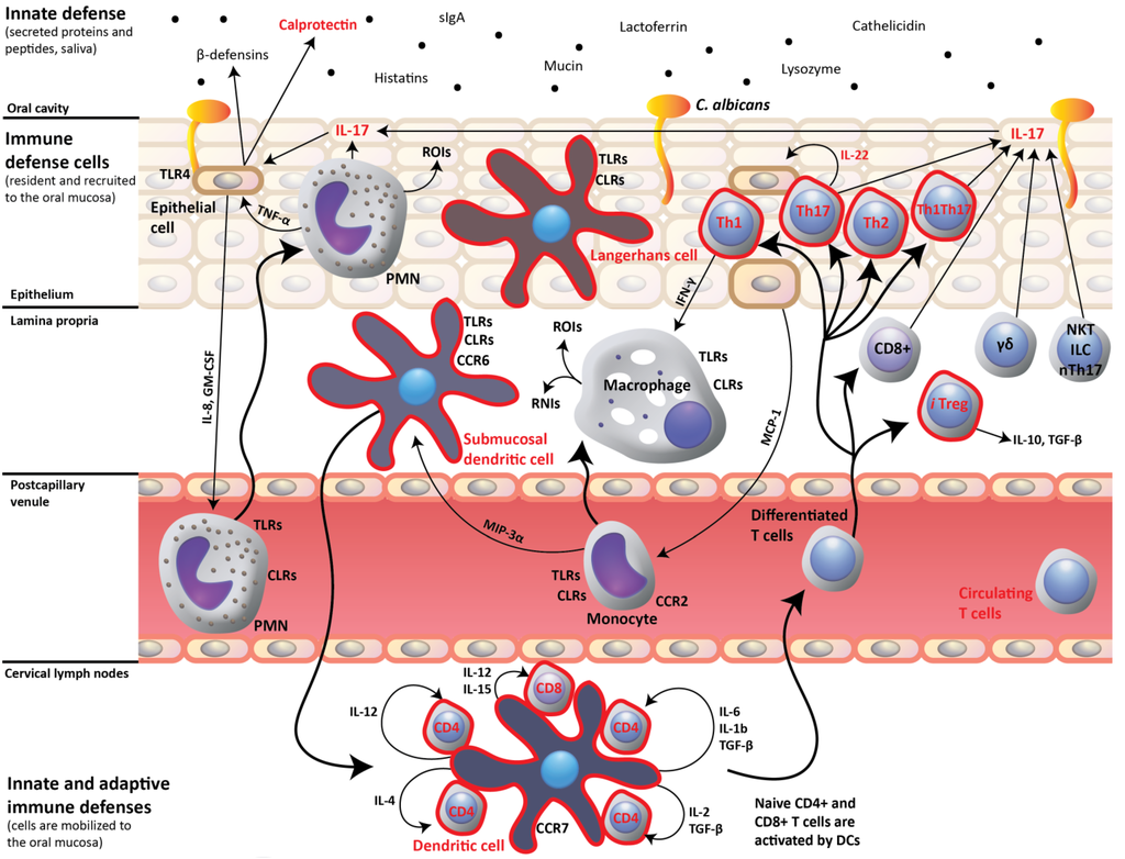 Oropharyngeal Candidiasis in HIV Infection: Analysis of Impaired ...
