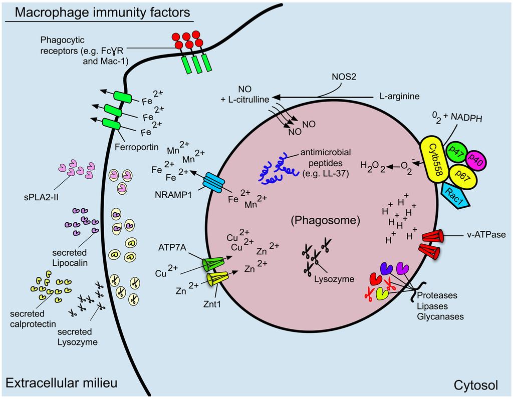 Antimicrobial Mechanisms of Macrophages and the Immune Evasion ...