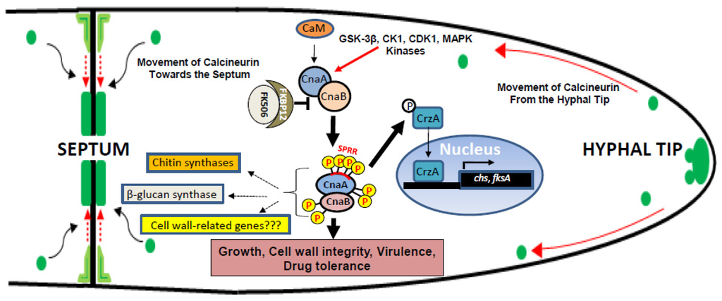 Calcineurin Orchestrates Hyphal Growth, Septation, Drug Resistance and ...