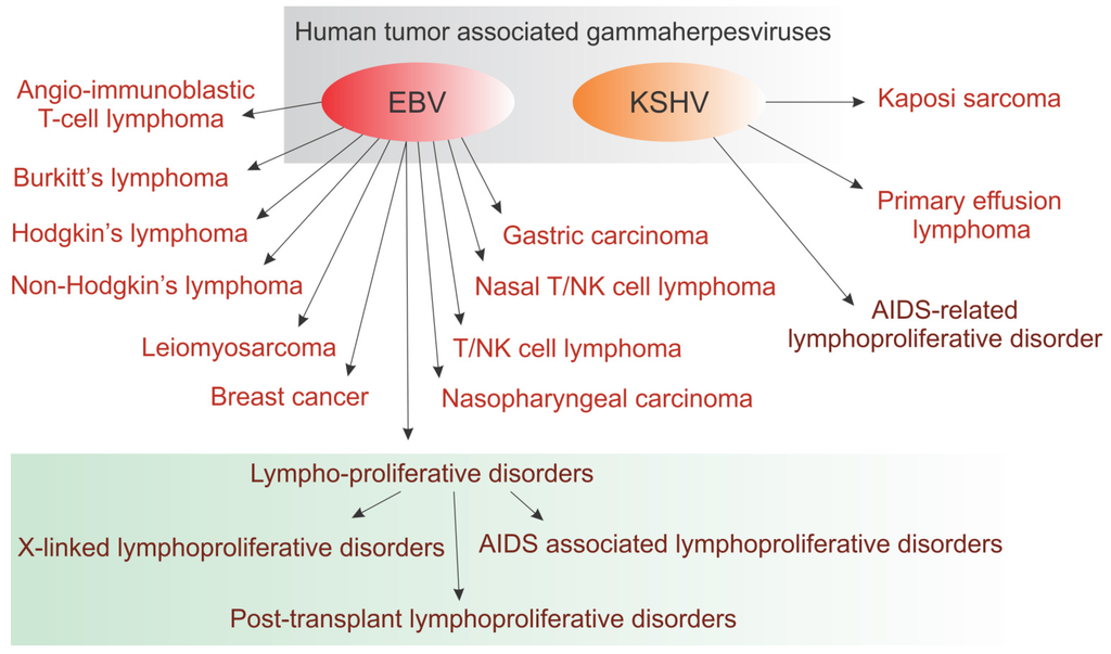 The Role of Gammaherpesviruses in Cancer Pathogenesis