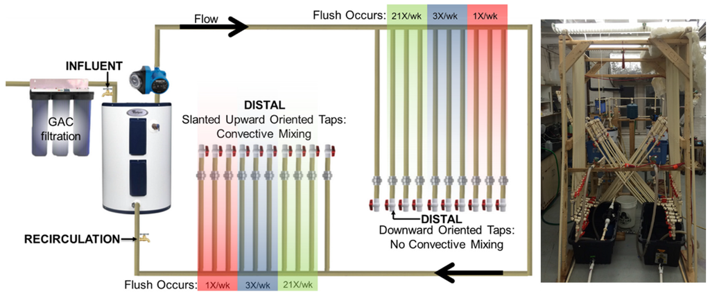 Convective Mixing in Distal Pipes Exacerbates Legionella pneumophila ...