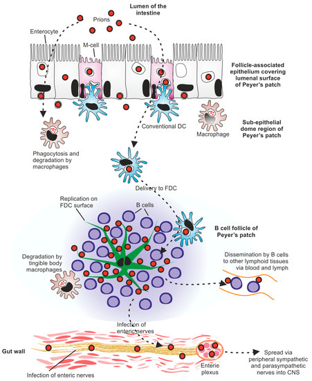 Pathogens | Free Full-Text | How do PrPSc Prions Spread between Host ...