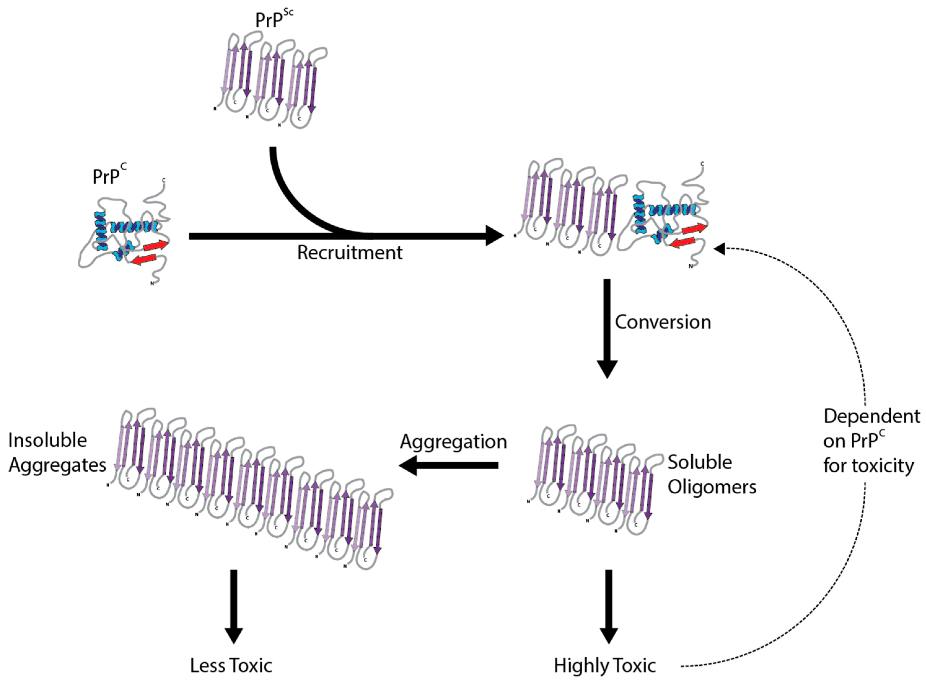 What Is Our Current Understanding of PrPSc-Associated Neurotoxicity and ...