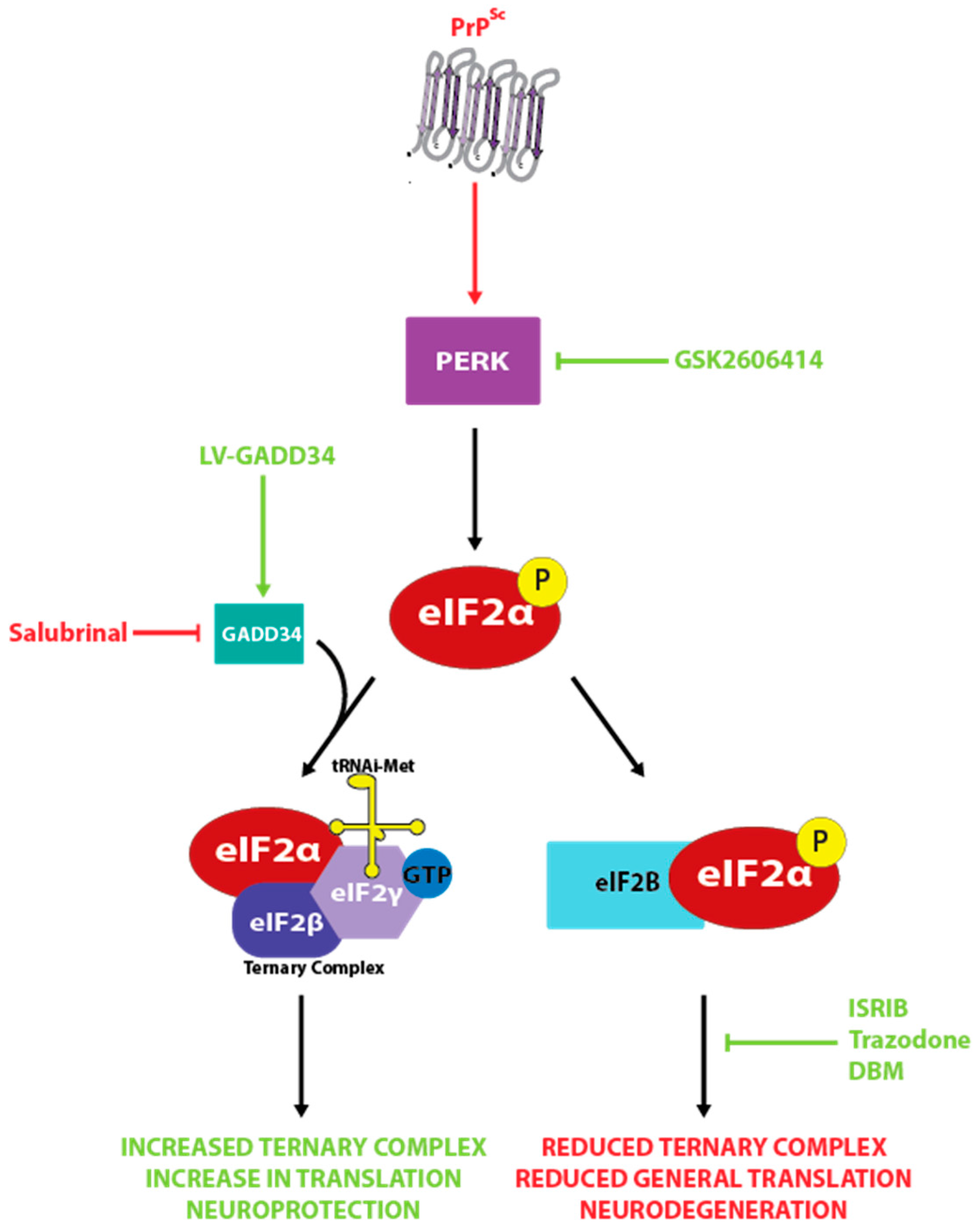 What Is Our Current Understanding of PrPSc-Associated Neurotoxicity and ...