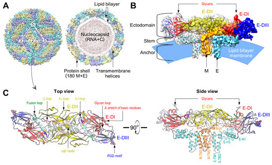 Pathogens | Free Full-Text | Early Events in Japanese Encephalitis ...