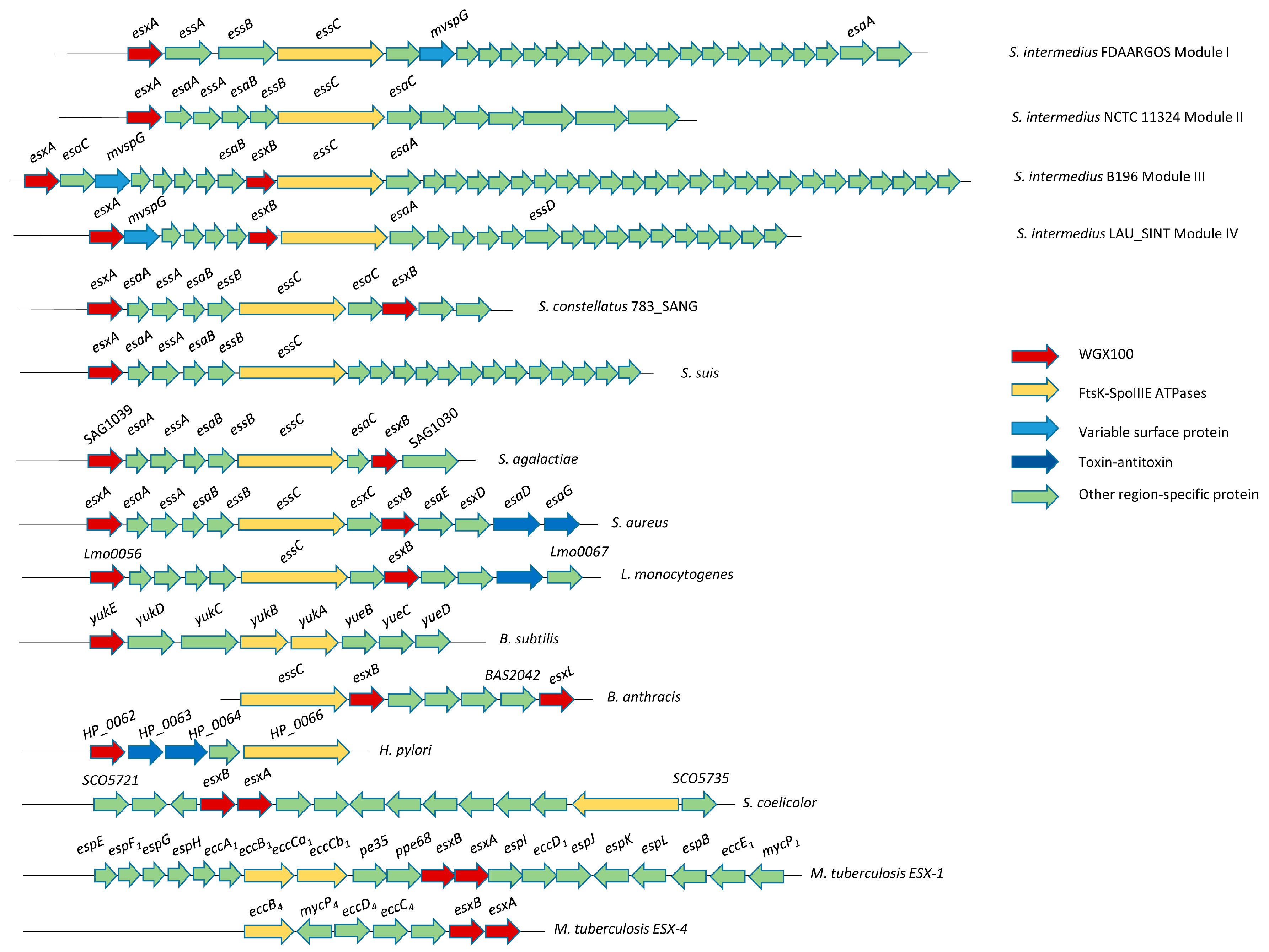 Genome Mining and Comparative Analysis of Streptococcus intermedius ...
