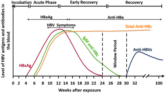 Hepatitis B Virus Molecular Epidemiology, Host-Virus Interaction ...