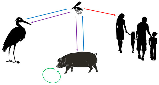 Review of Emerging Japanese Encephalitis Virus: New Aspects and ...