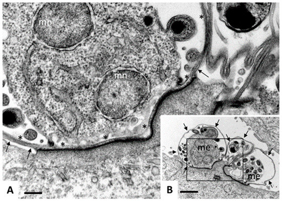 Comparative Pathobiology of the Intestinal Protozoan Parasites Giardia ...