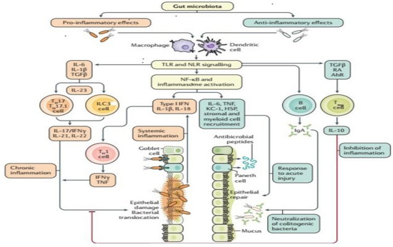 Alteration of Gut Microbiota in Inflammatory Bowel Disease (IBD): Cause ...