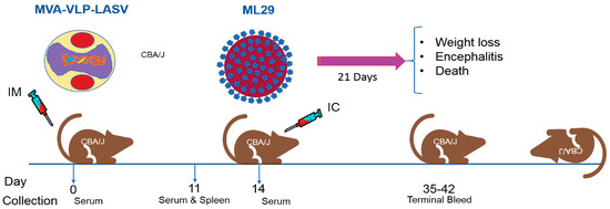 Pathogens | Special Issue : Lassa Fever: Viral Replication, Disease ...