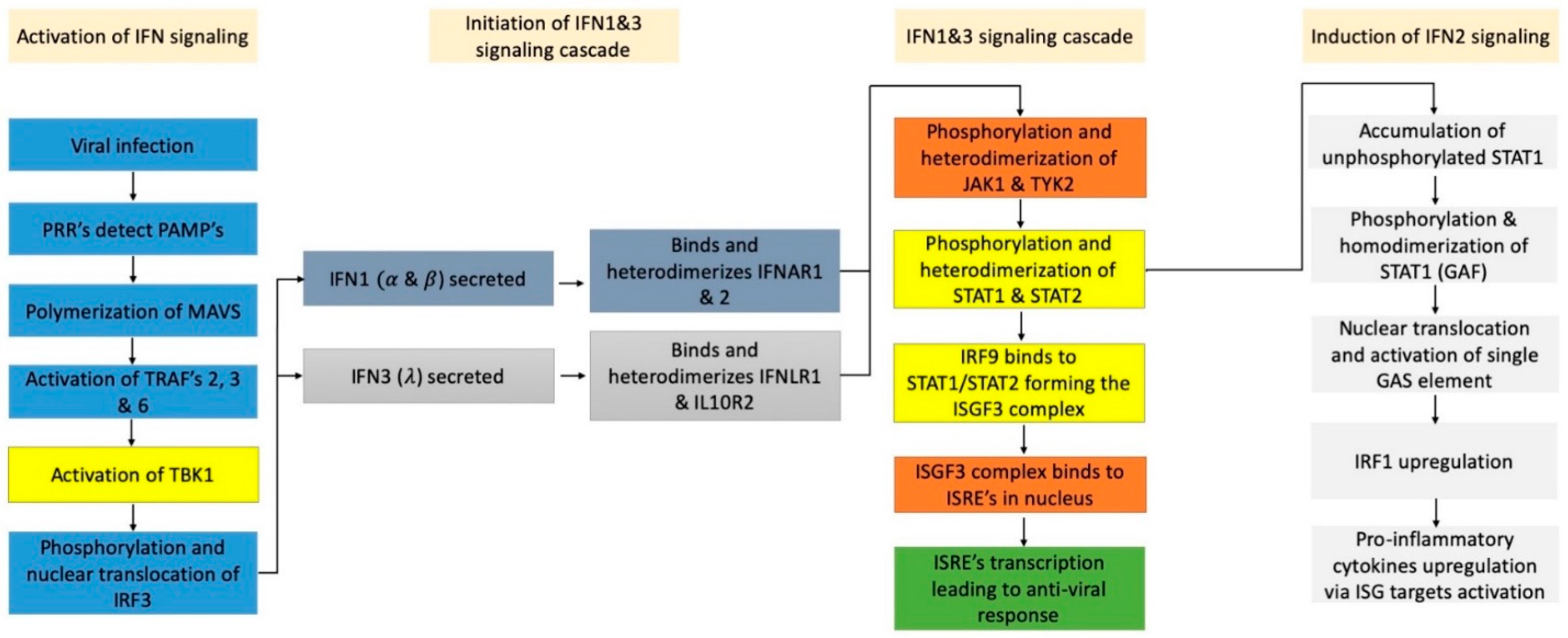 Importance of Zika Virus NS5 Protein for Viral Replication