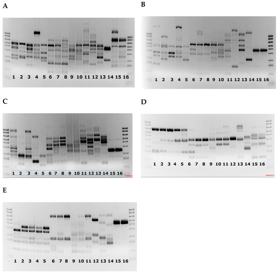 Pathogens | Free Full-Text | Multilocus Sequence Typing (MLST) and Random Polymorphic DNA (RAPD ...