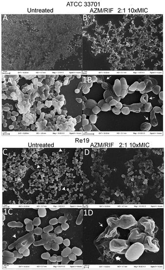 Phenotypic Characterization of Rhodococcus equi Biofilm Grown In Vitro ...