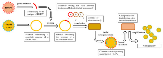 Engineering of Live Chimeric Vaccines against Human Metapneumovirus