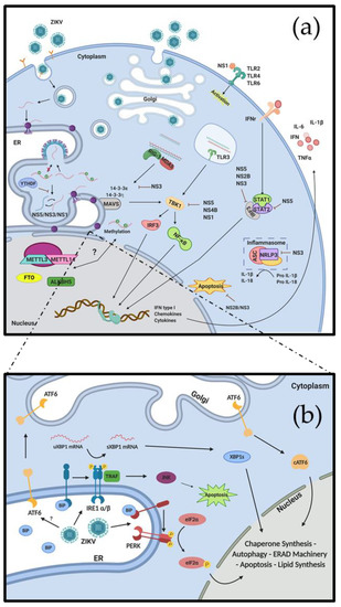Crosstalk between RNA Metabolism and Cellular Stress Responses during ...