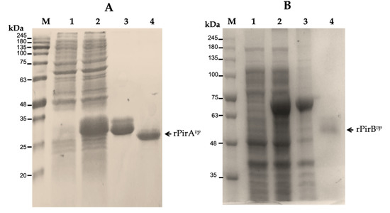 The B Subunit of PirABvp Toxin Secreted from Vibrio parahaemolyticus ...