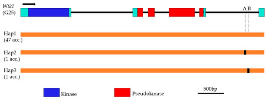 Distribution and Nucleotide Diversity of Yr15 in Wild Emmer Populations ...