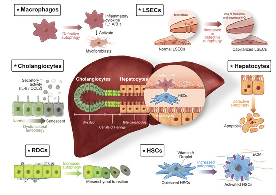 Pathogens | Free Full-Text | Complex Cell Type-Specific Roles of ...