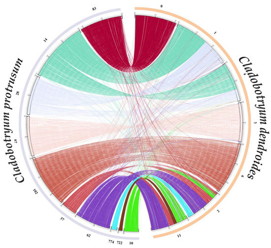 Genomic Features of Cladobotryum dendroides, Which Causes Cobweb ...