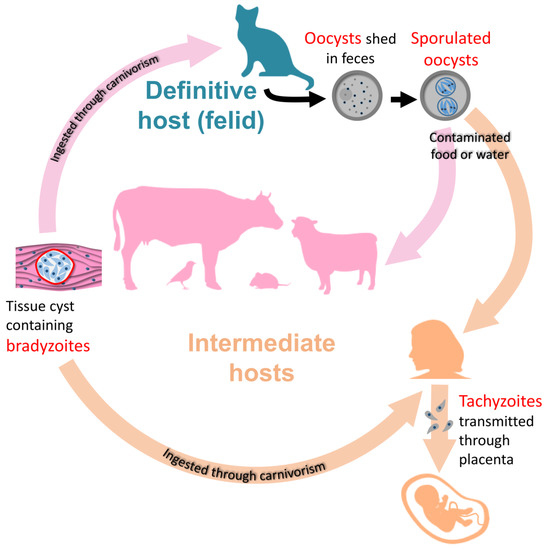 The Bradyzoite: A Key Developmental Stage for the Persistence and Pathogenesis of Toxoplasmosis