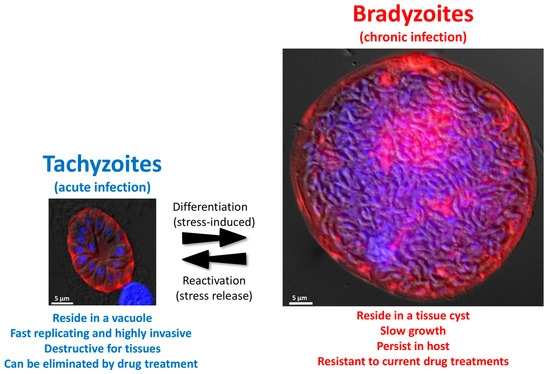 The Bradyzoite: A Key Developmental Stage for the Persistence and Pathogenesis of Toxoplasmosis