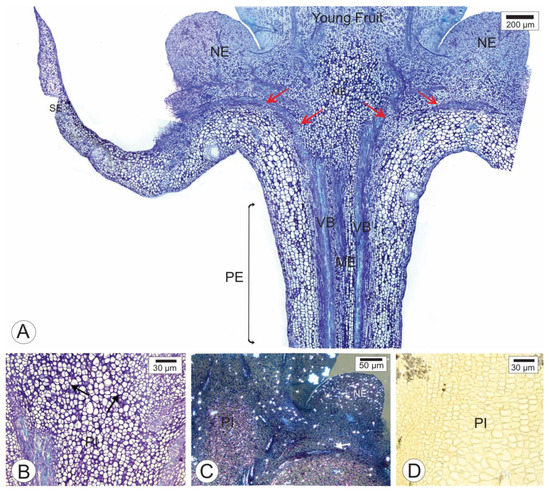 Persistent Calyxes in Postbloom Fruit Drop: A Microscopy and ...