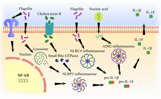Inflammasomes as Targets for Adjuvants