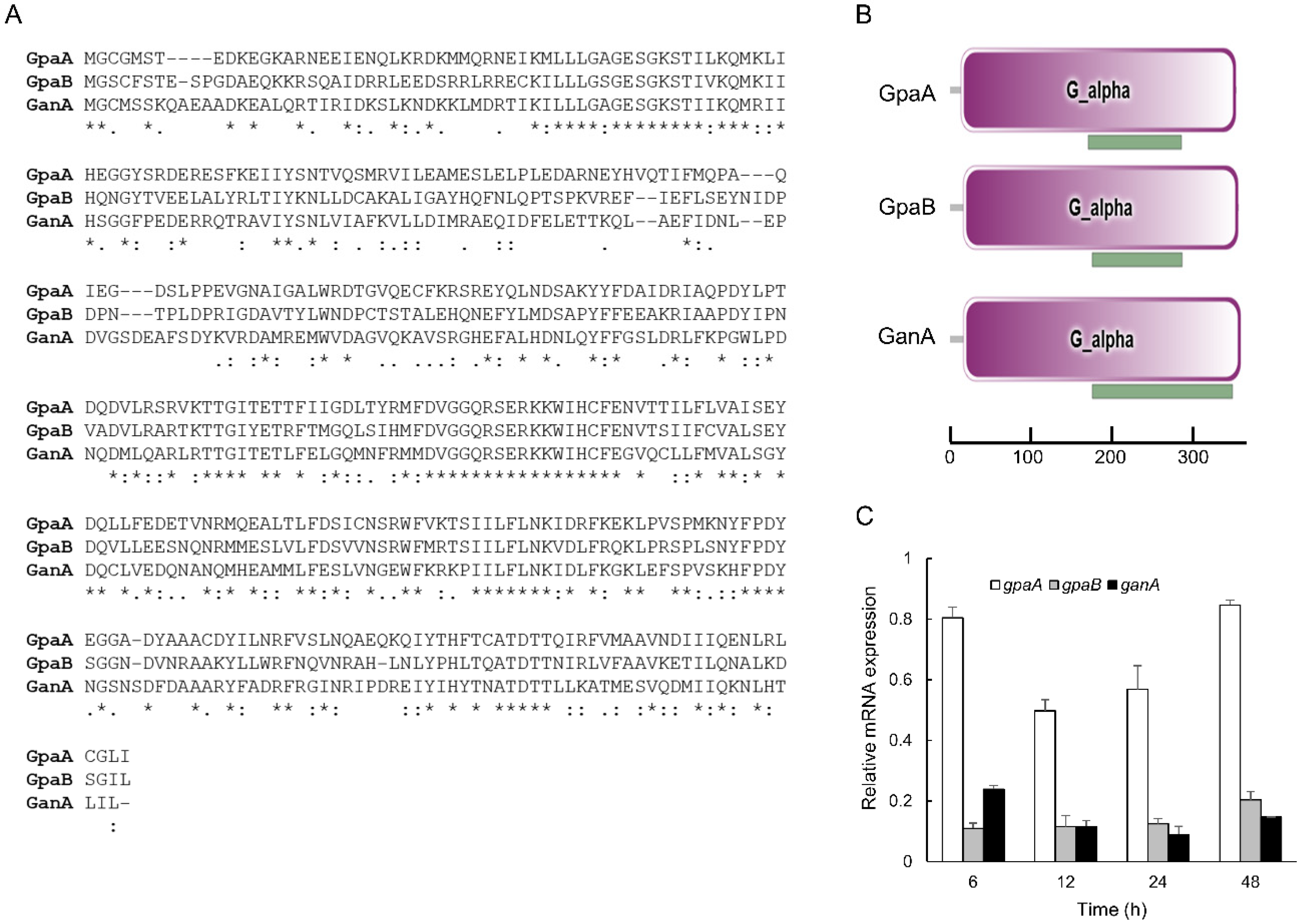 Comparative Characterization of G Protein α Subunits in Aspergillus ...