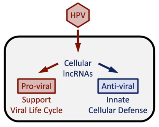 The Role of Long Noncoding RNAs in Human Papillomavirus-associated ...