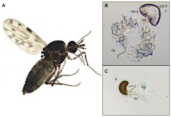Venereal Transmission of Vesicular Stomatitis Virus by Culicoides ...