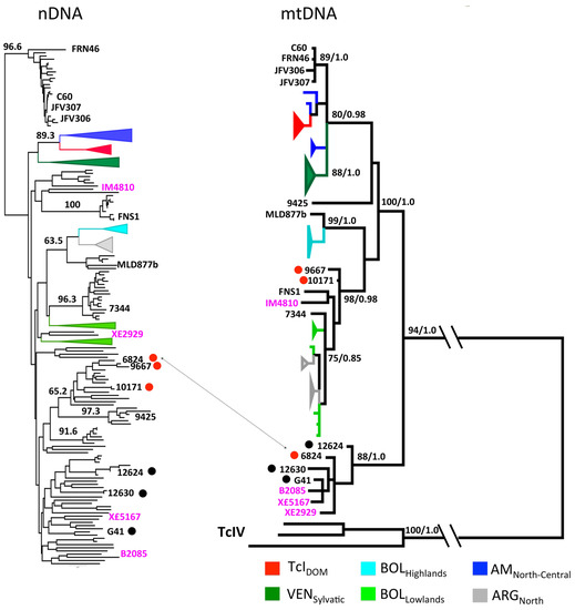 Pathogens | Free Full-Text | Genomics and High-Resolution Typing ...