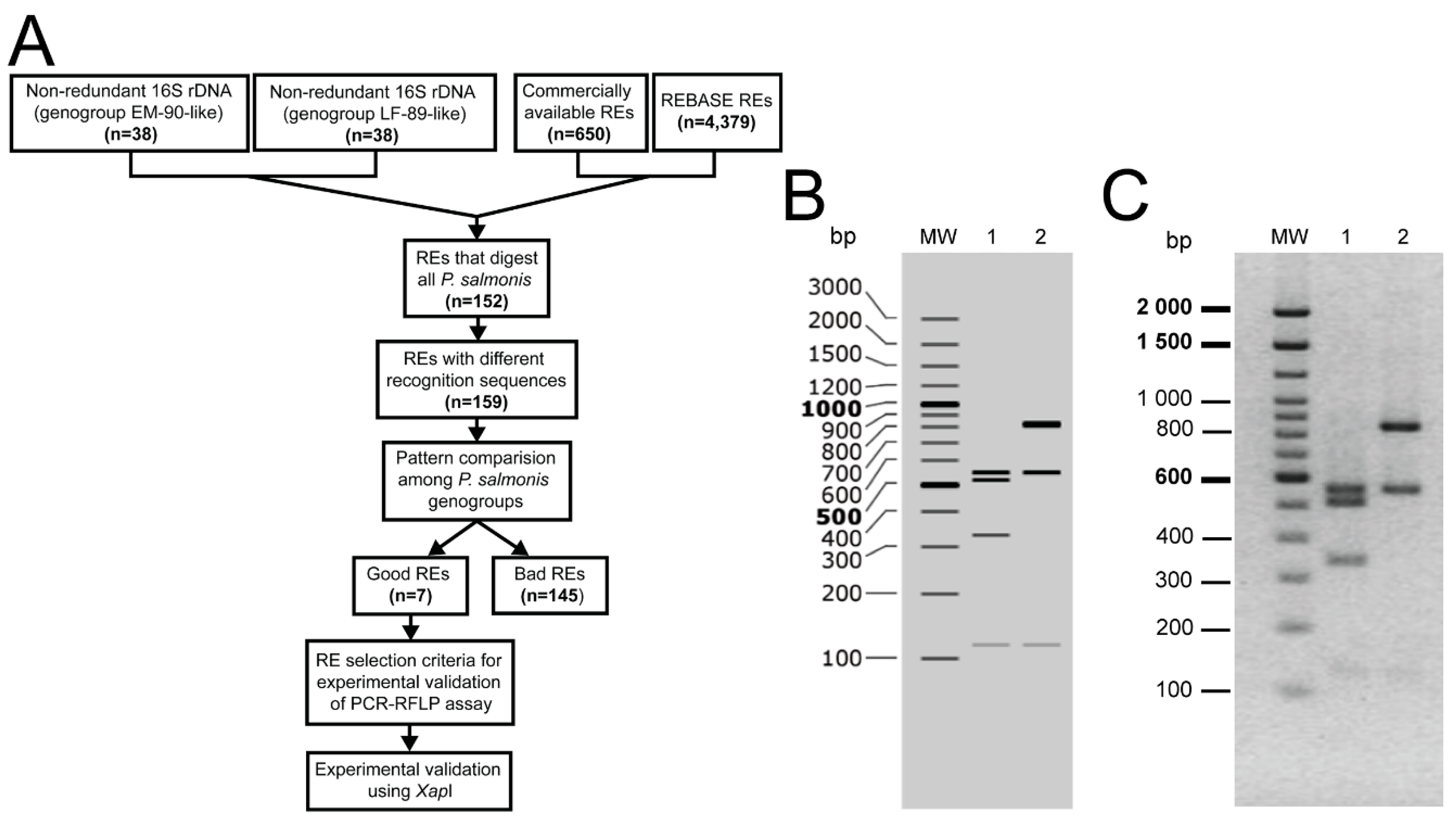 Restriction Fragment Length Polymorphism Process