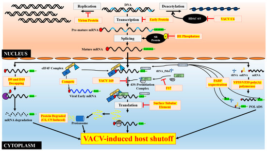 Vaccinia Virus as a Master of Host Shutoff Induction: Targeting ...