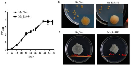 Mycobacterium tuberculosis Rv0341 Promotes Mycobacterium Survival in In ...