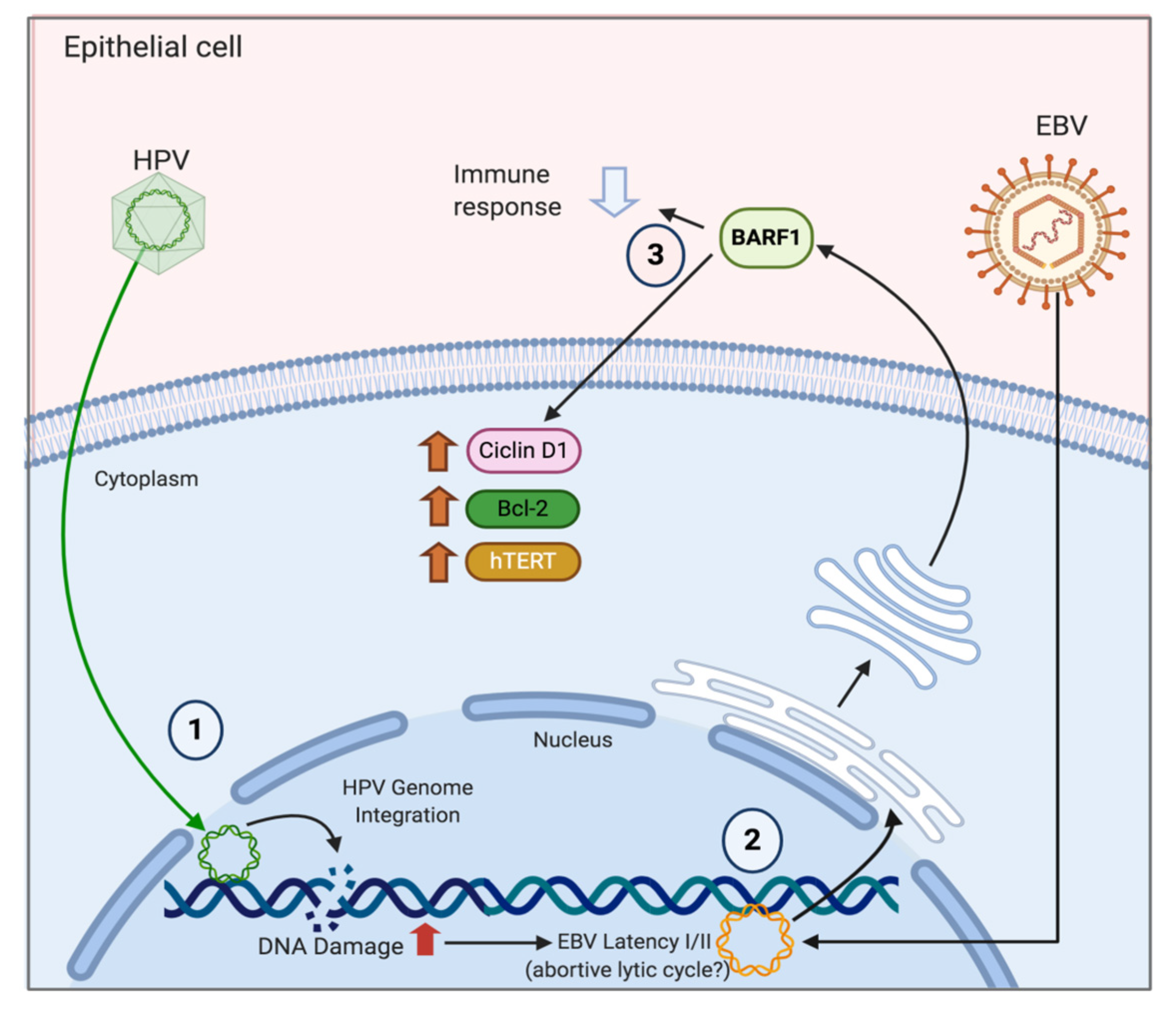 Role of Epstein-Barr Virus and Human Papillomavirus Coinfection in ...