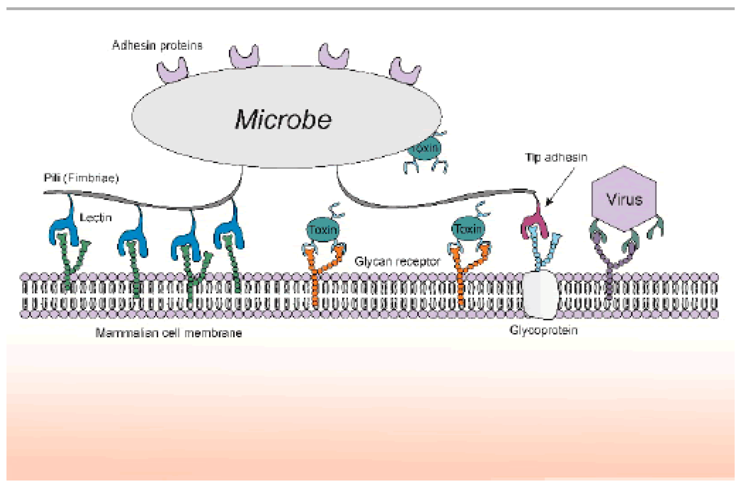 Glycoprotein- and Lectin-Based Approaches for Detection of Pathogens