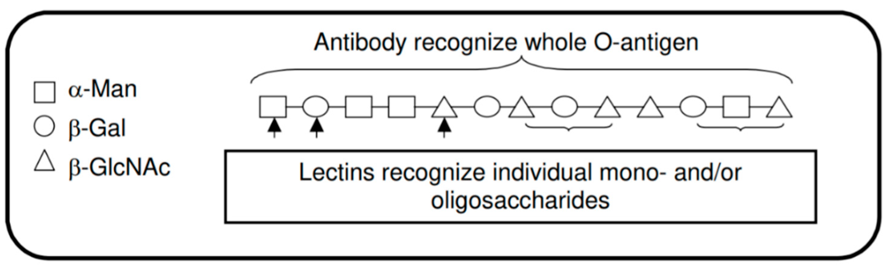 Glycoprotein- and Lectin-Based Approaches for Detection of Pathogens