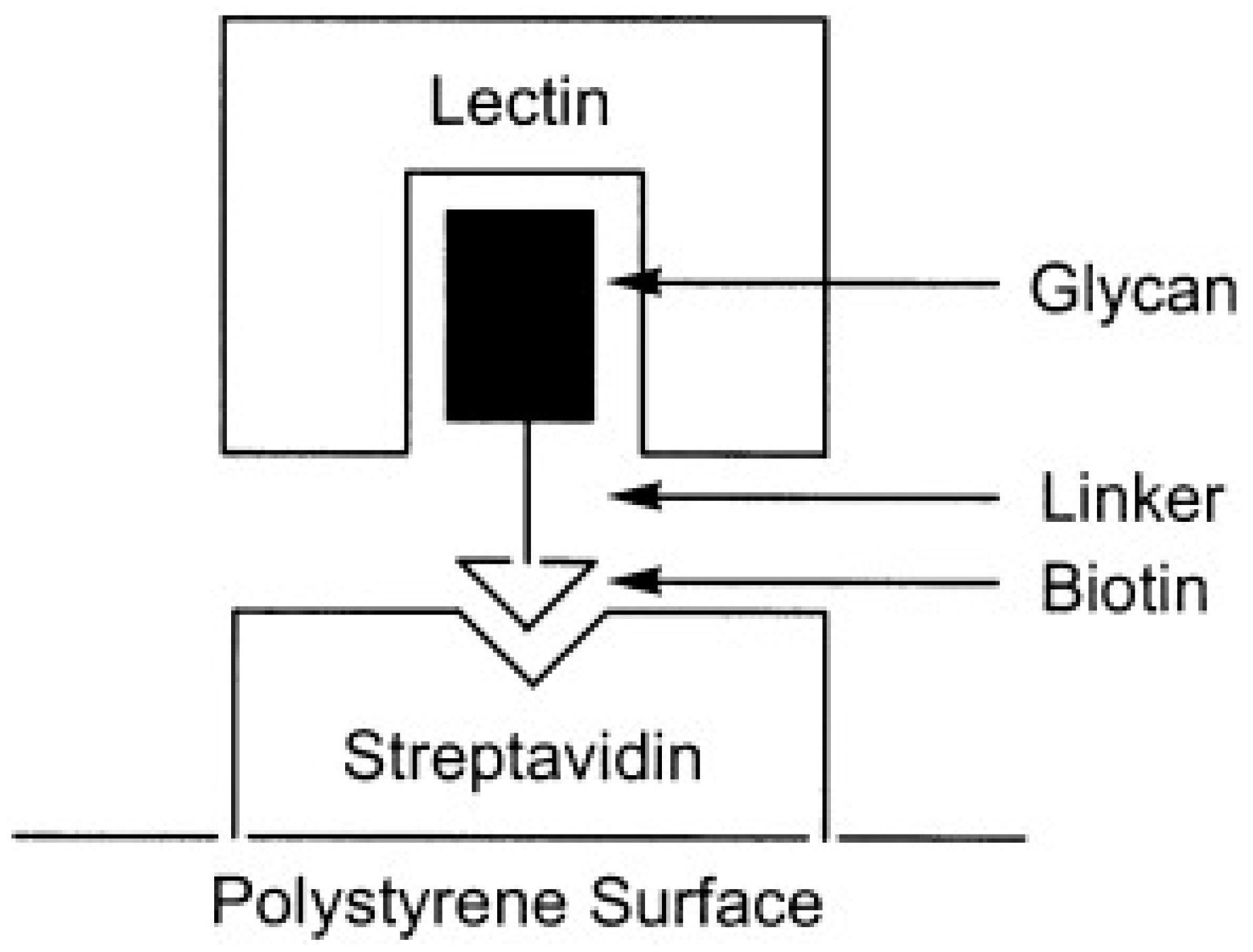 Glycoprotein- and Lectin-Based Approaches for Detection of Pathogens