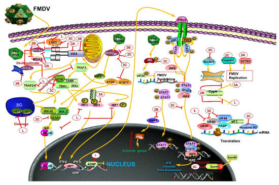 Molecular Mechanisms of Immune Escape for Foot-and-Mouth Disease Virus