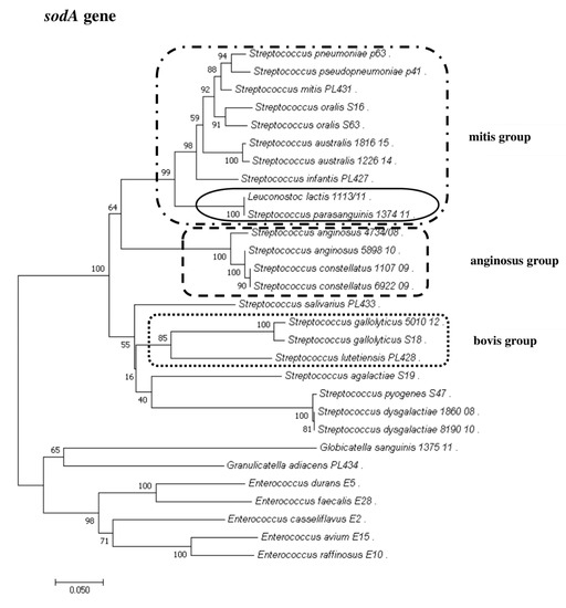 Identification of Clinically Relevant Streptococcus and Enterococcus ...