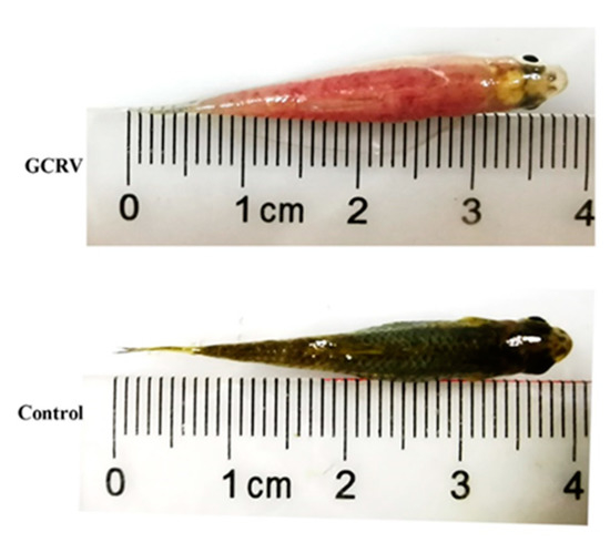 A Novel Subunit Vaccine Based on Outer Capsid Proteins of Grass Carp ...