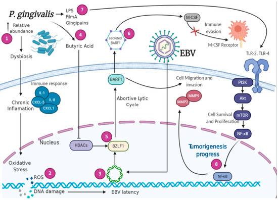 Epstein–Barr Virus—Oral Bacterial Link in the Development of Oral ...