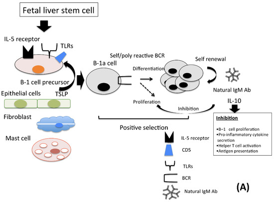 Characteristics of Immunoglobulin M Type Antibodies of Different ...