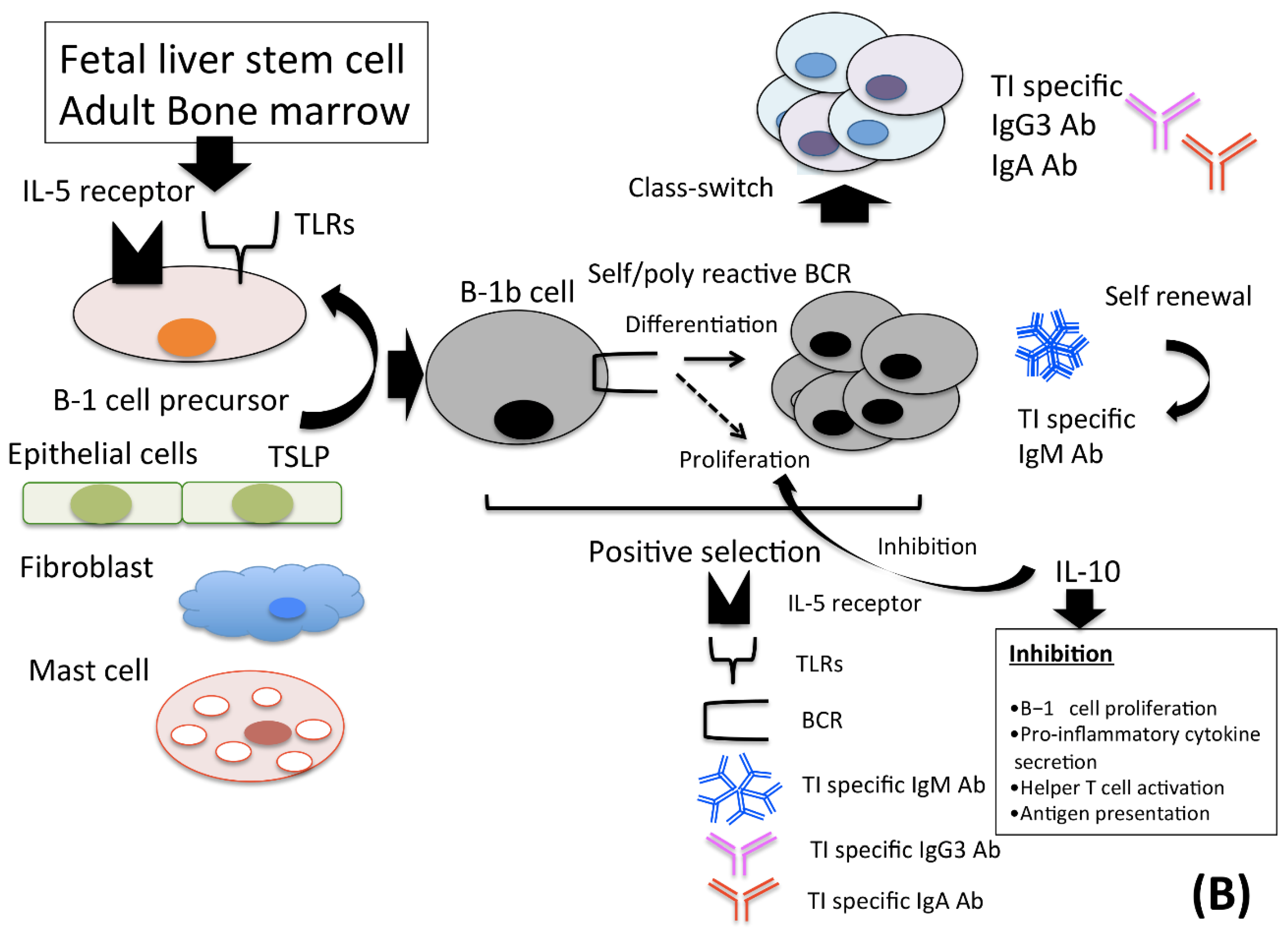 Characteristics of Immunoglobulin M Type Antibodies of Different ...