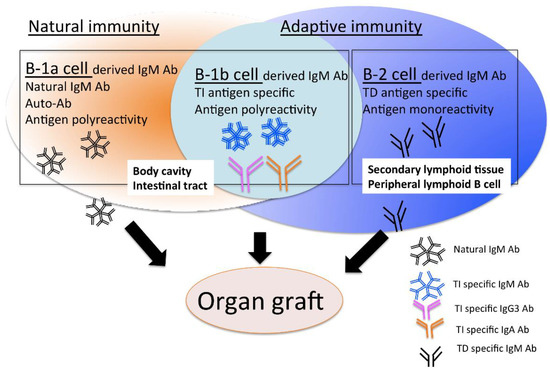 Characteristics of Immunoglobulin M Type Antibodies of Different ...