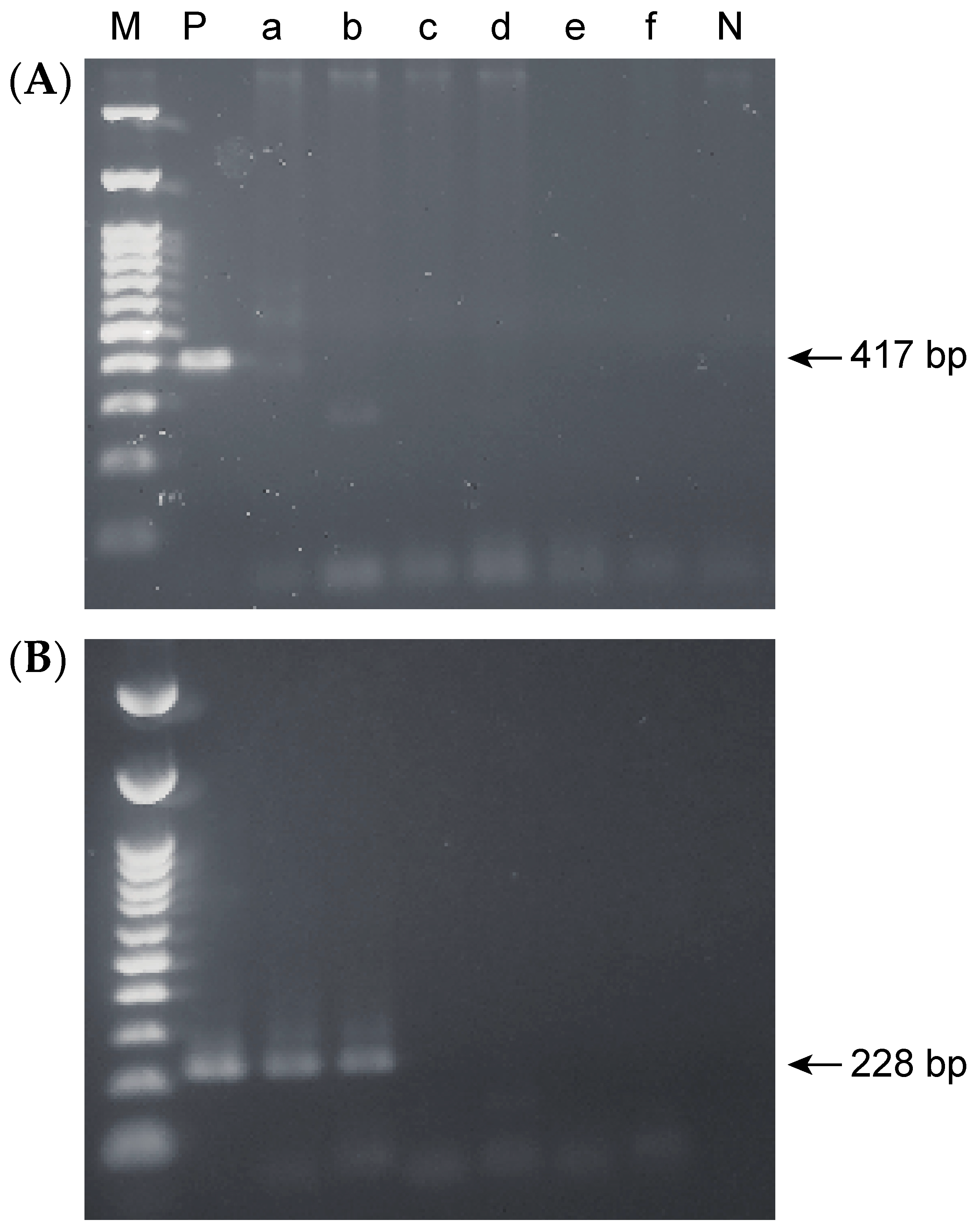 Current Prevalence of Oral Helicobacter pylori among Japanese Adults ...