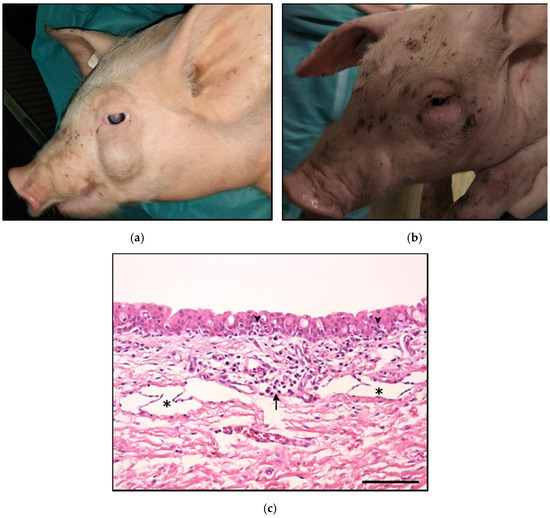 Swine Conjunctivitis Associated with a Novel Mycoplasma Species Closely ...