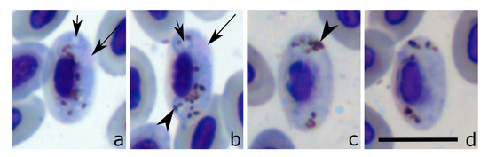 Avian Malaria and Related Parasites from Resident and Migratory Birds ...