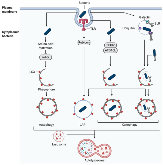Autophagy—A Story of Bacteria Interfering with the Host Cell ...